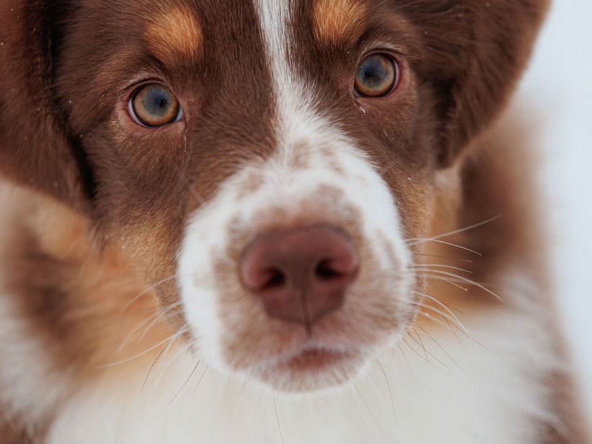Щенков австралийской овчарки, аусси девочка