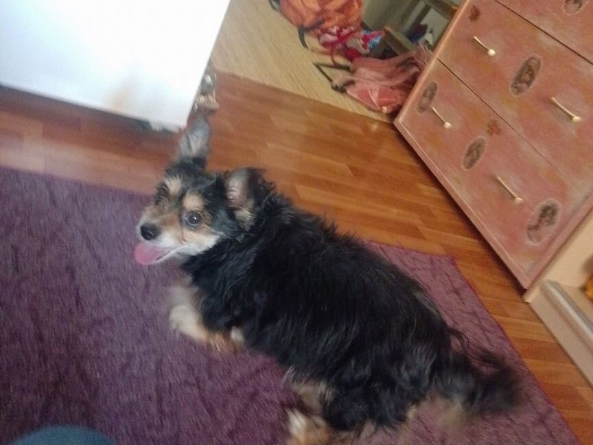 Нашли собачку