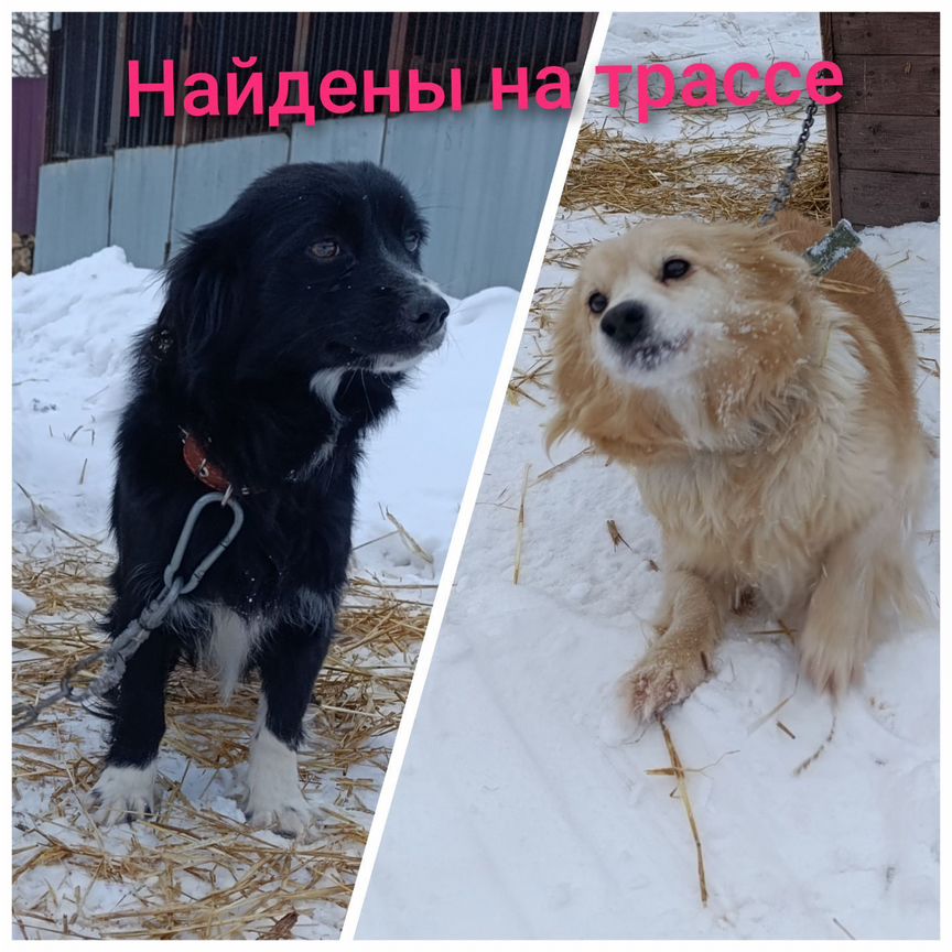 Взрослая собака в добрые руки