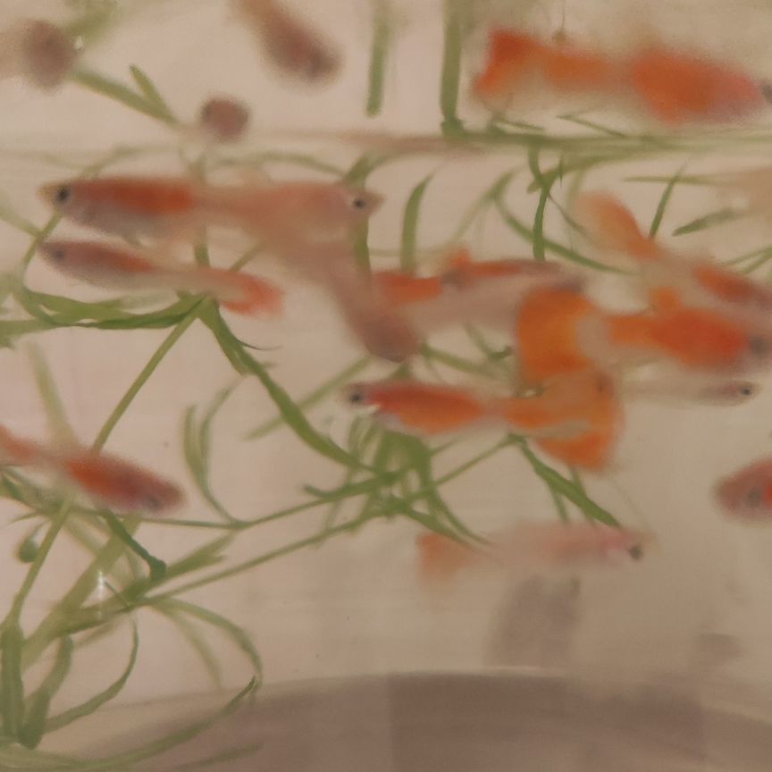 Рыбки гуппи