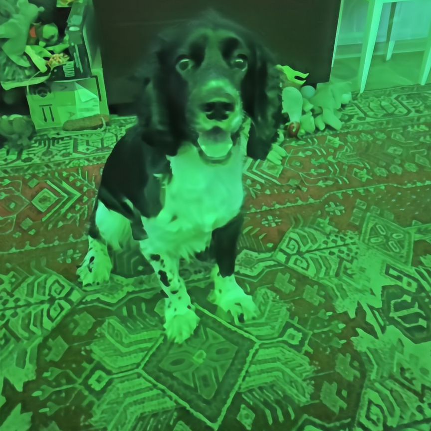 Русский охотничий спаниель, взрослый пёс