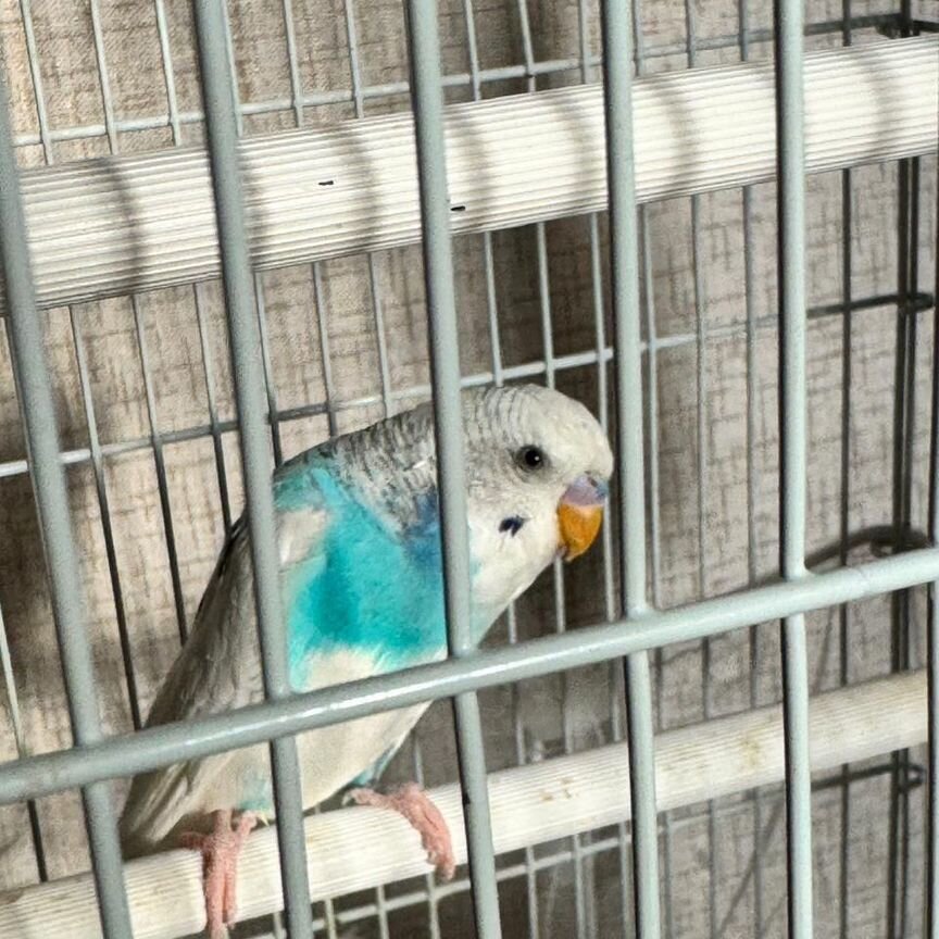 Волнистый попугай с клеткой