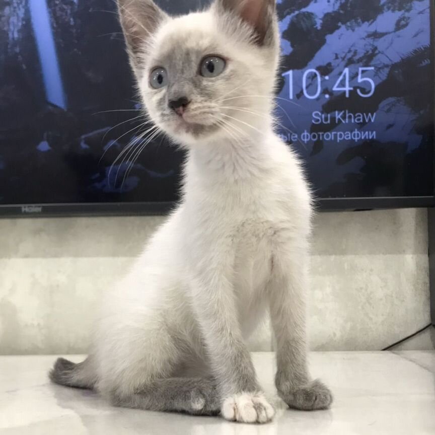 Сиамская кошечка бесплатно