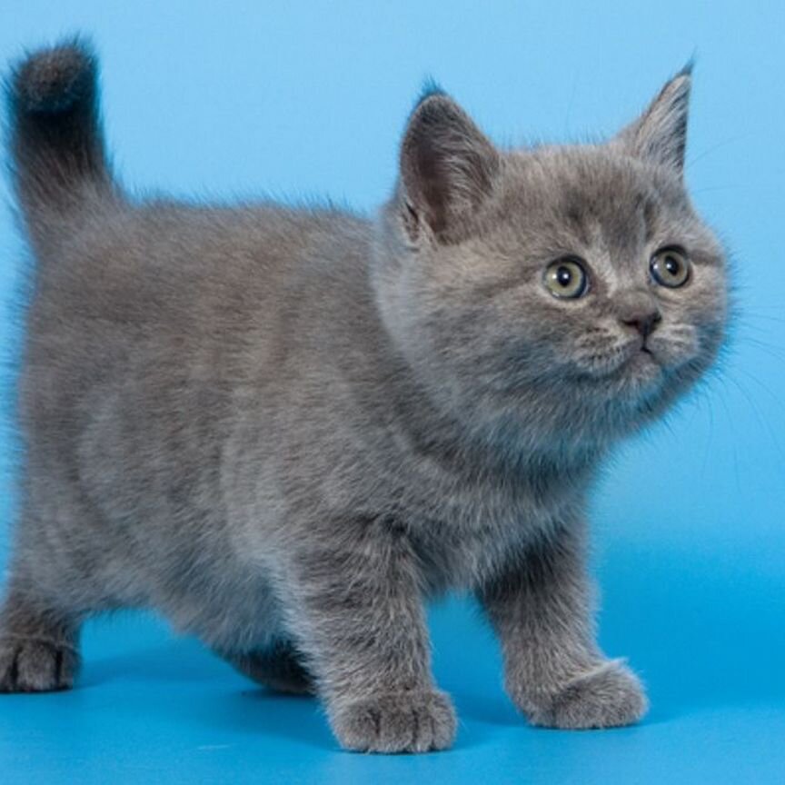 Котята все забронированы