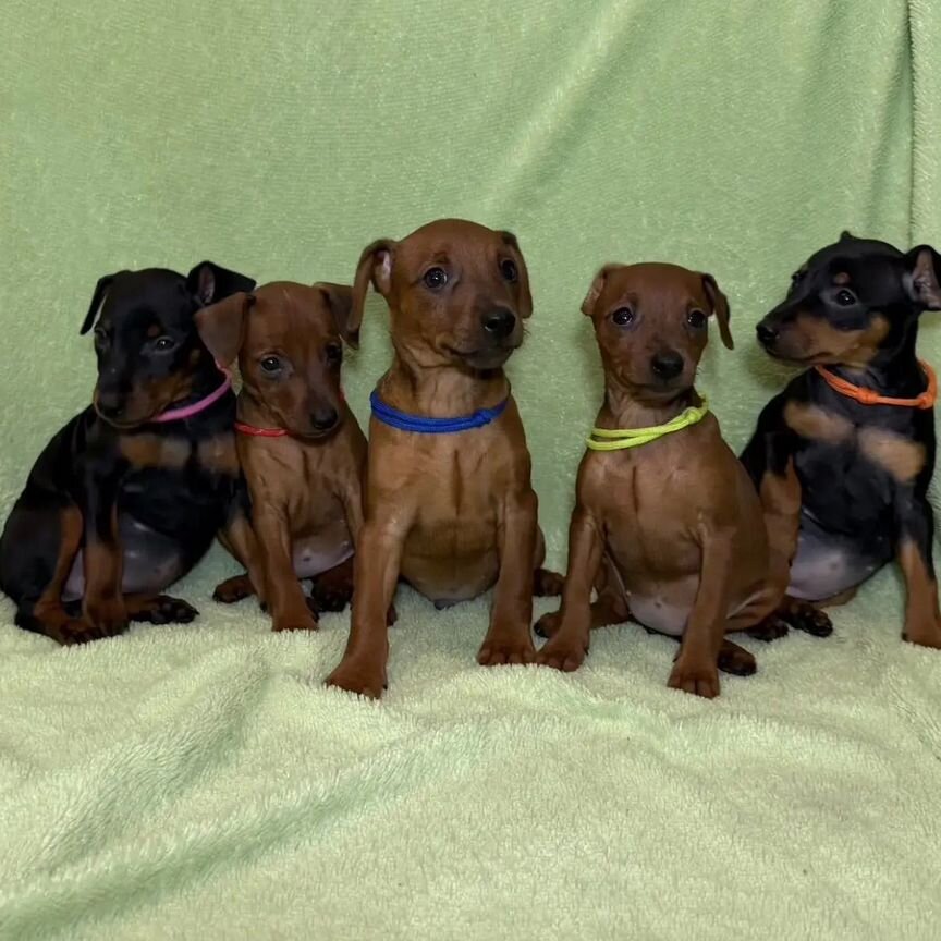 Цвергпинчер, щенок