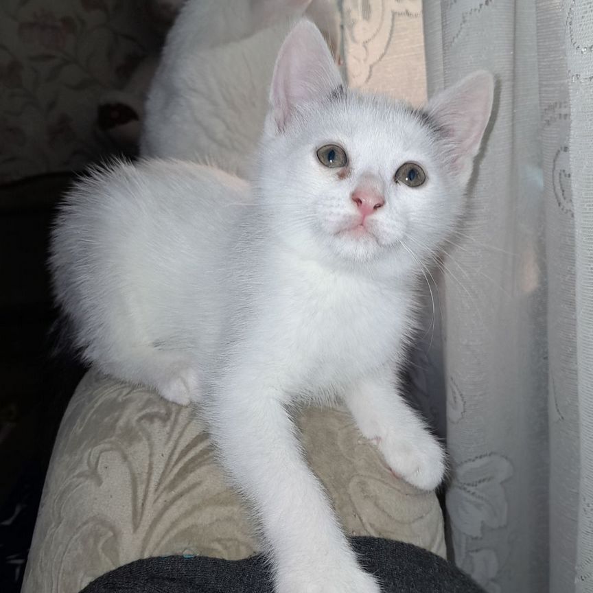 Белый котёнок