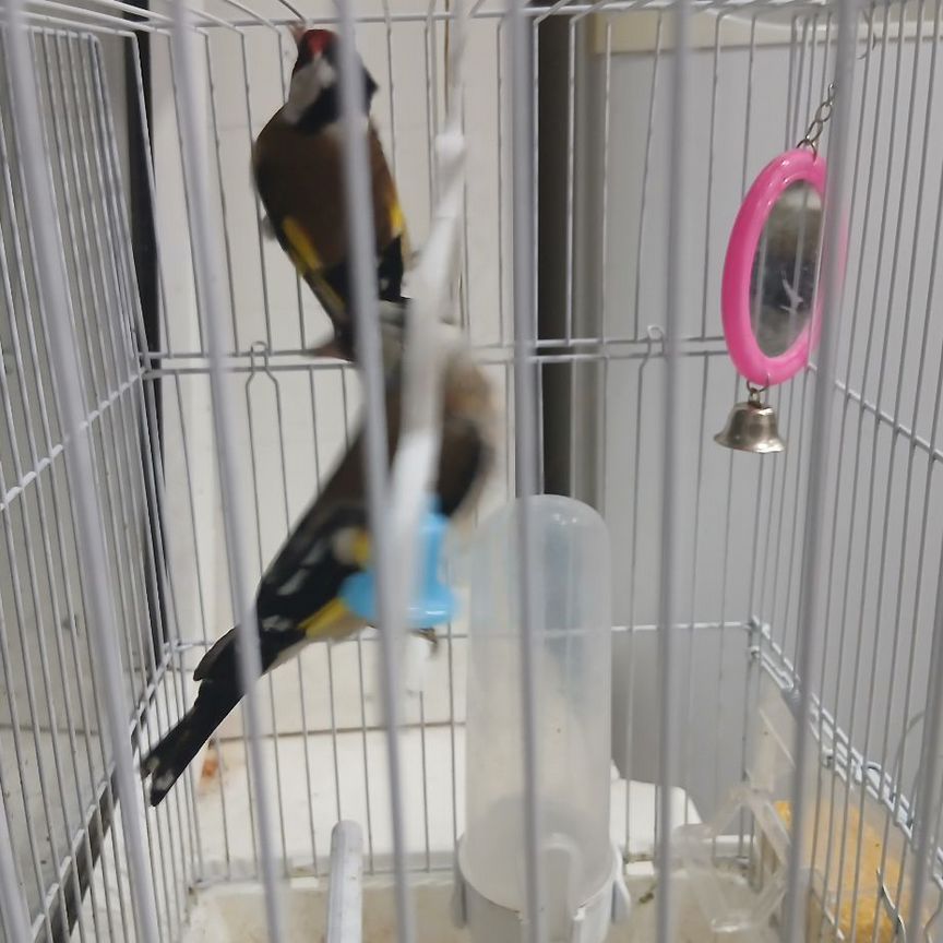 Птица щегол