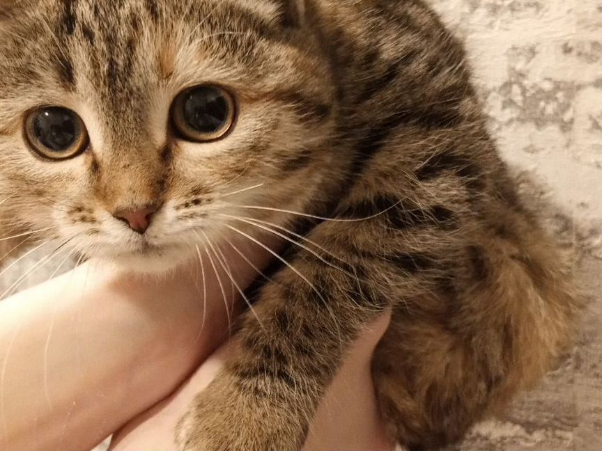 Котята мама чисто кровная шотландская