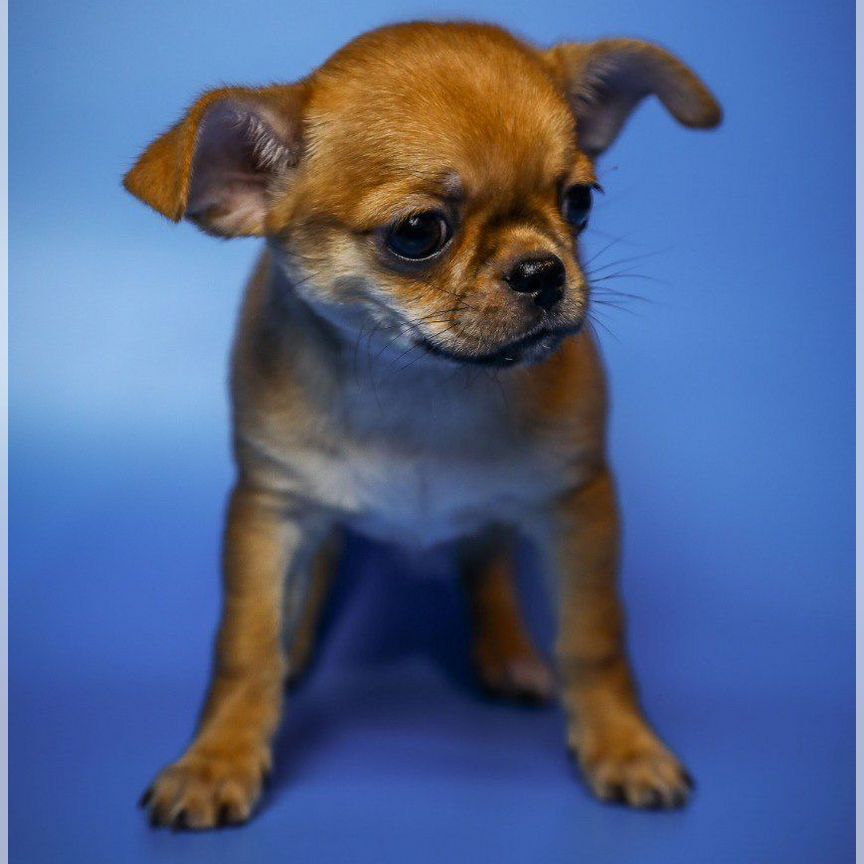 Чихуахуа, щенок