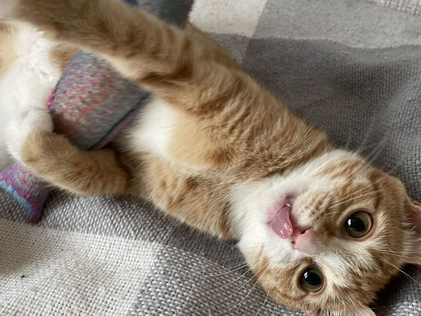 Котенок девочка в добрые руки