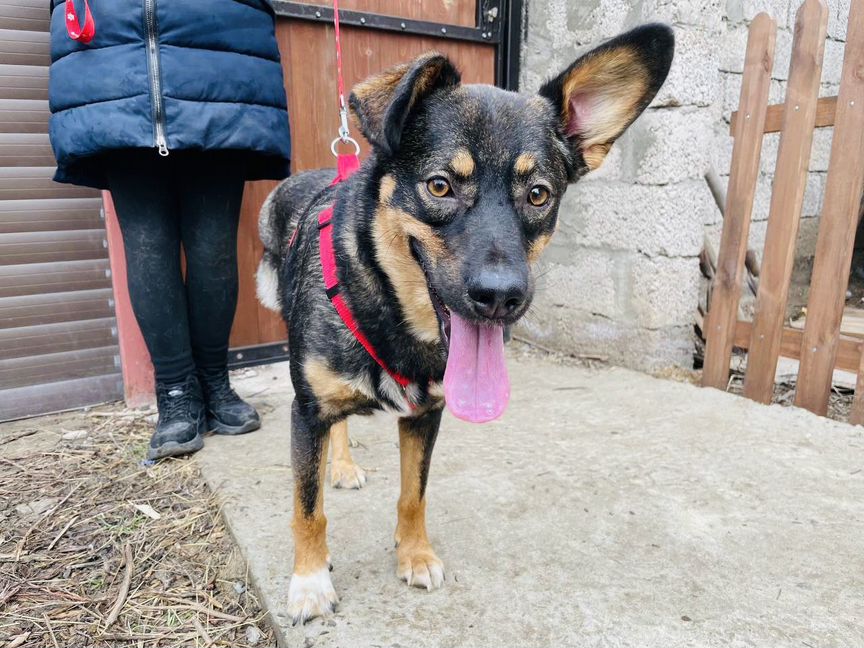 Собака в добрые руки