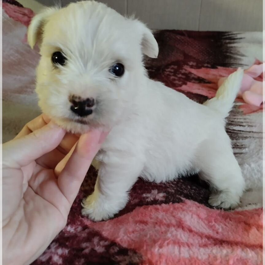 Белоснежный вестик