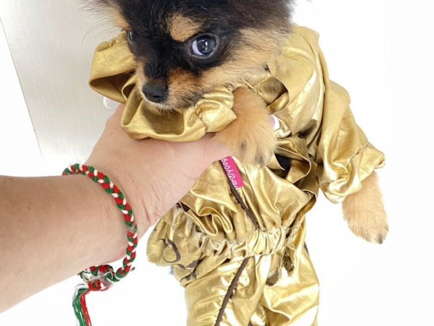 Шпиц микро мальчик 5 месяцев