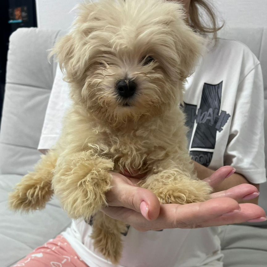 Собака мальтипу мини