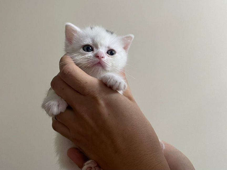 Котенок в добрые руки