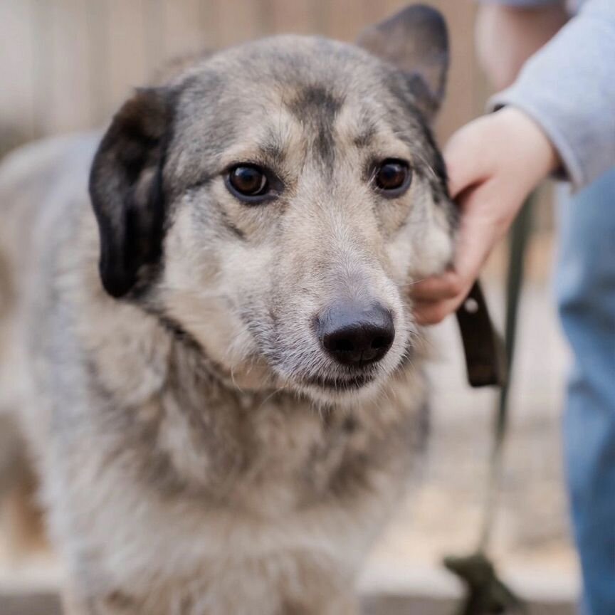 Собачка Тима в добрые руки