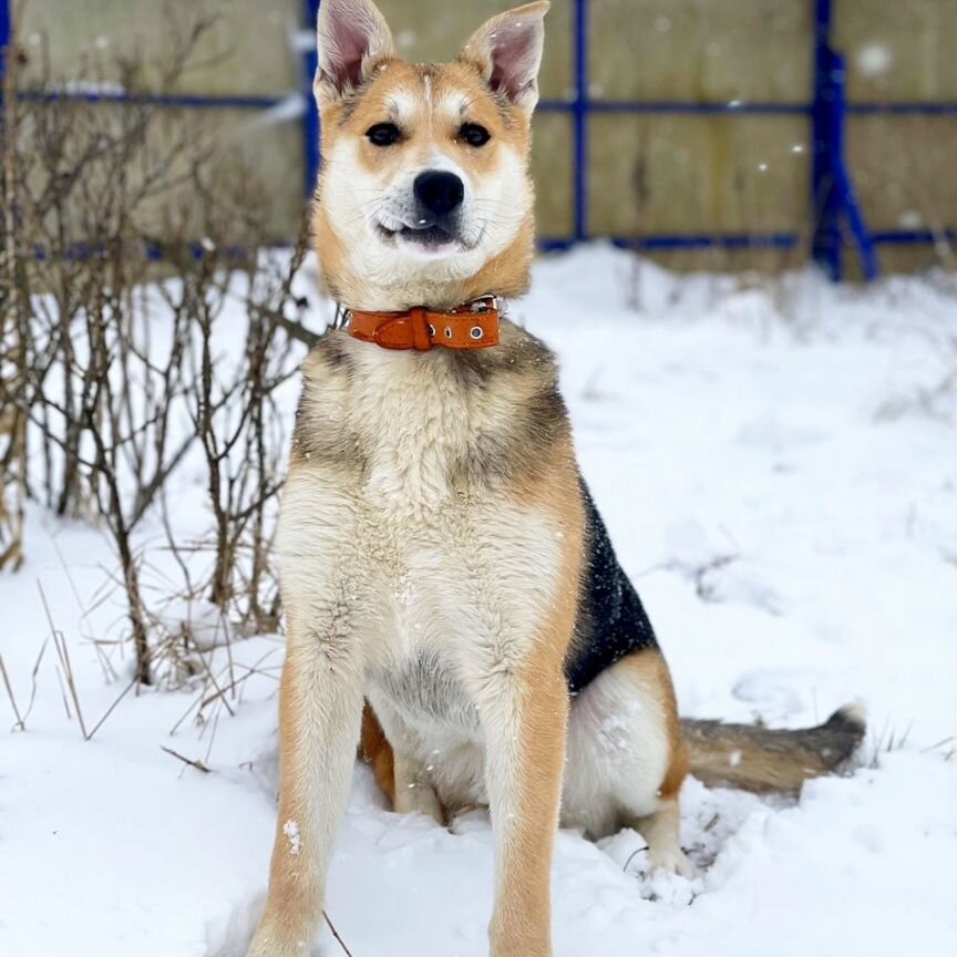 Щенок