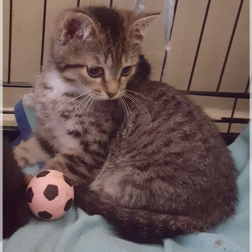 Котёнок в добрые руки