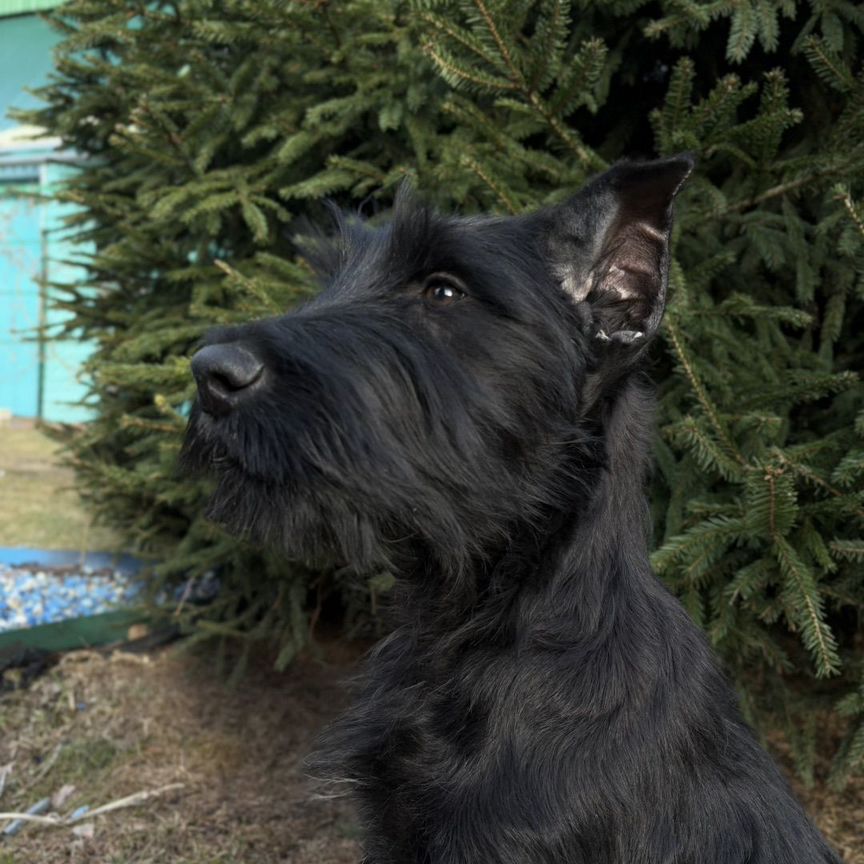 Ризеншнауцер