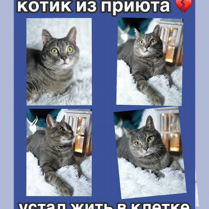 Кот принесёт счастье