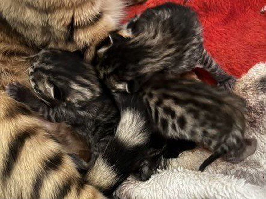 Бенгальские котята