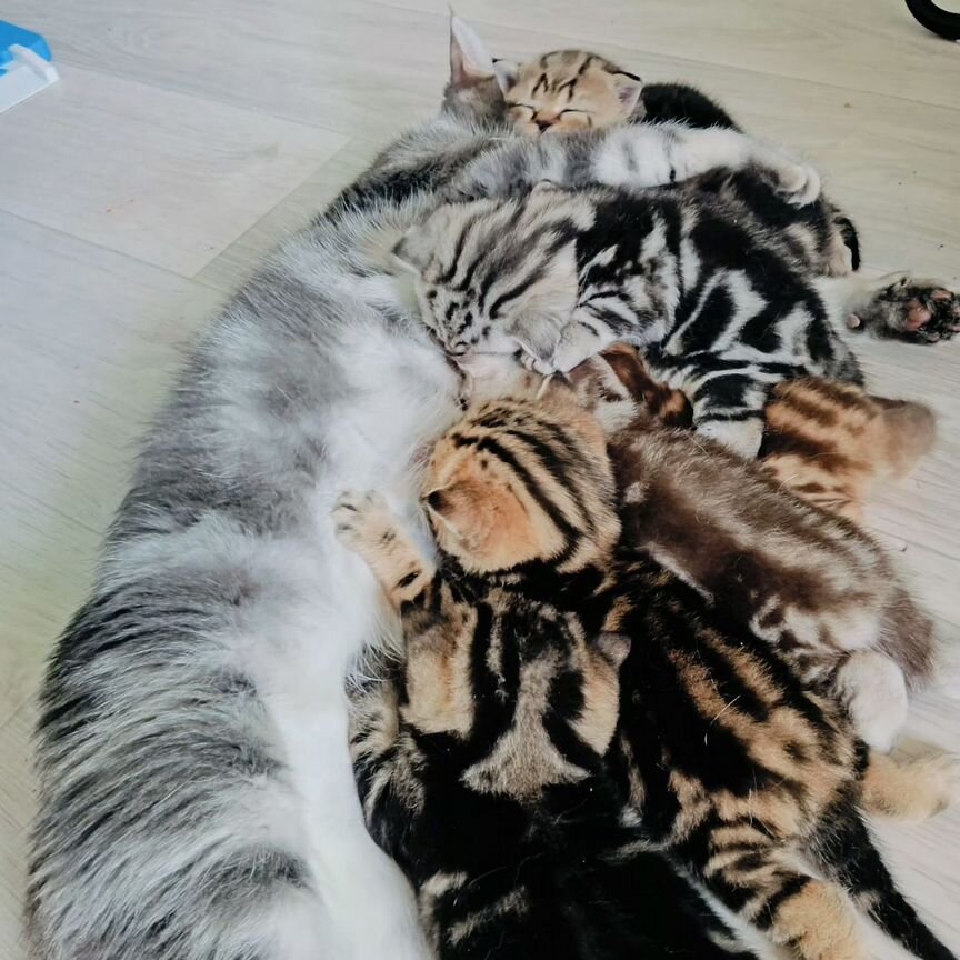 Котята шотландские