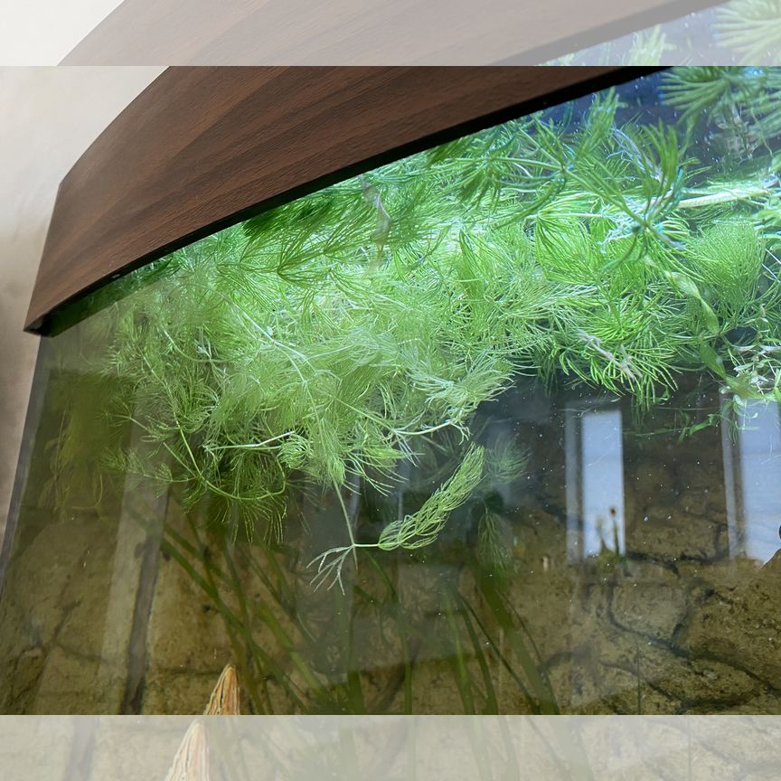 Роголистник в аквариум