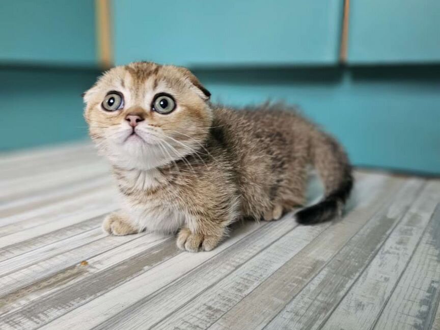 Котята таксята
