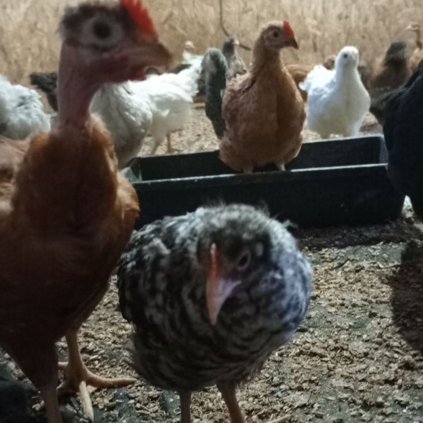Куры молодки несушки доминант
