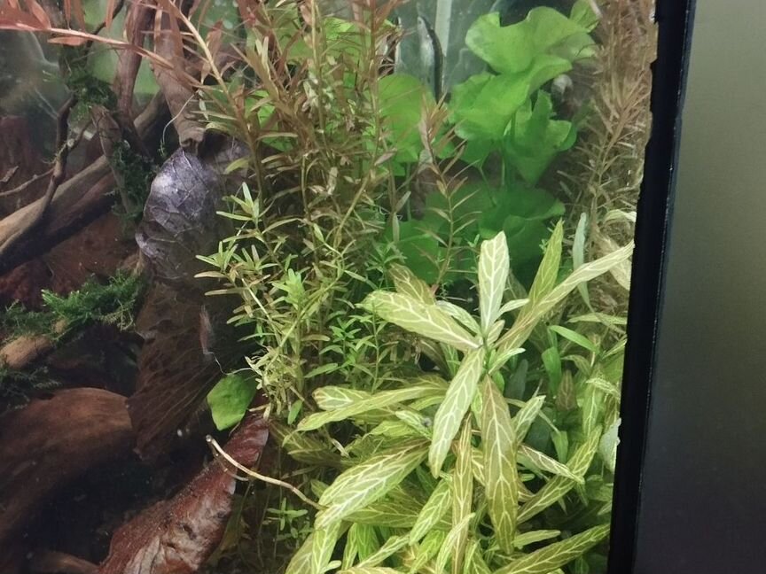 Гигрофила, ротала индика