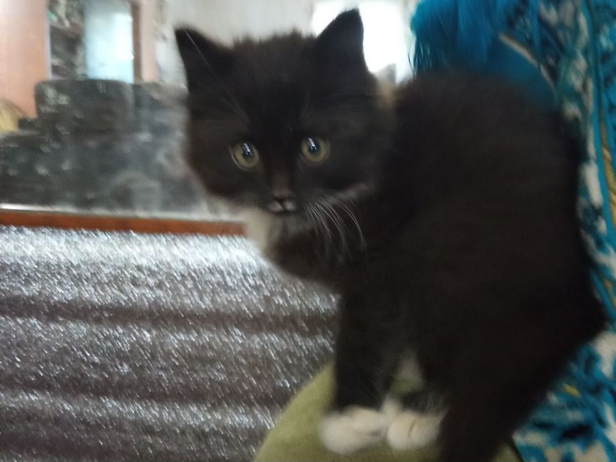 Котята в добрые руки бесплатно