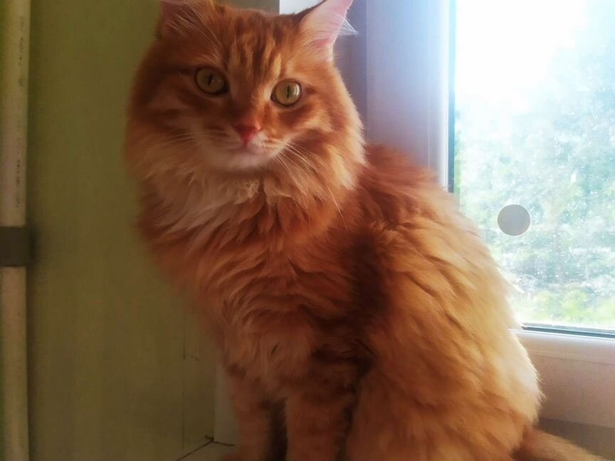 Солнечный котик
