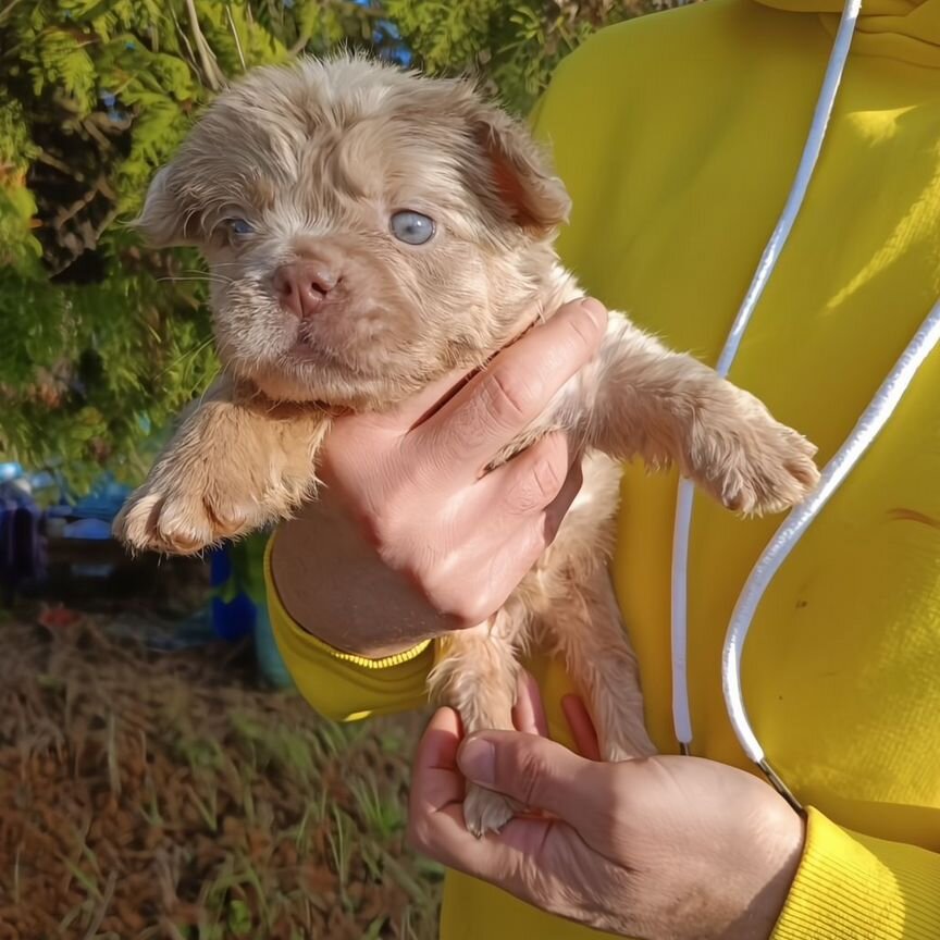 Французский бульдог, щенок