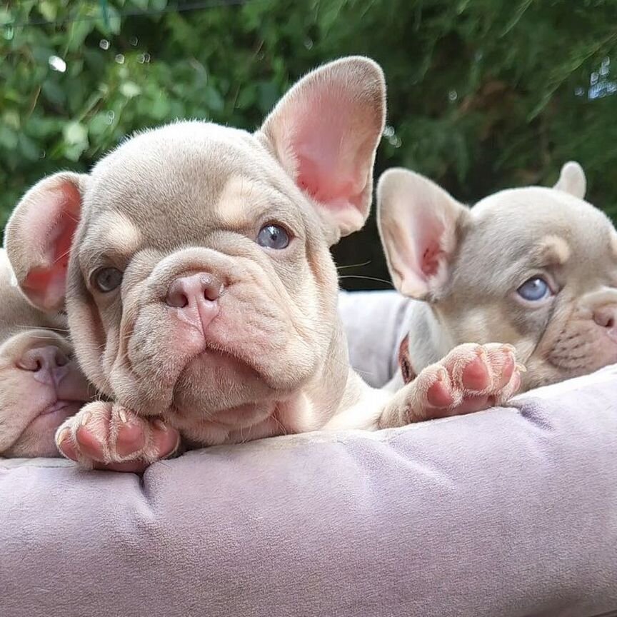 Французский бульдог, Изабелла