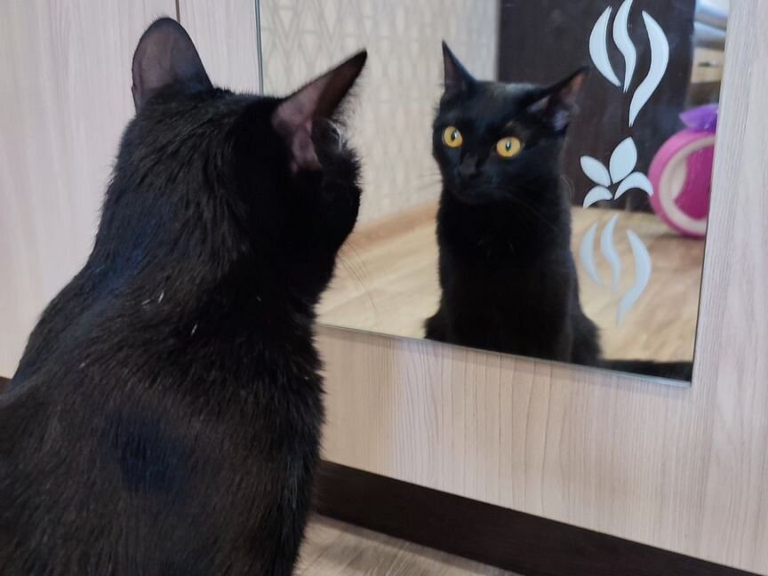 Ласковая милашка ищет семью