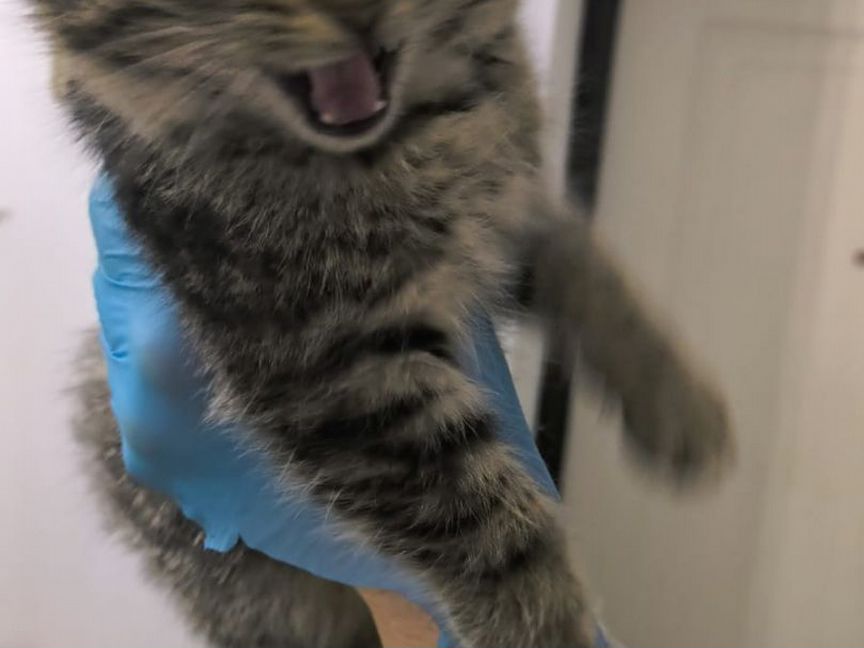 Малышке нужен дом