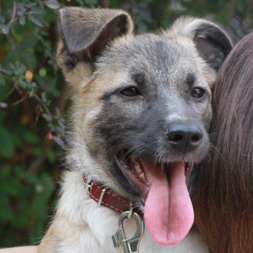 Щенок-подросток Мила в добрые руки