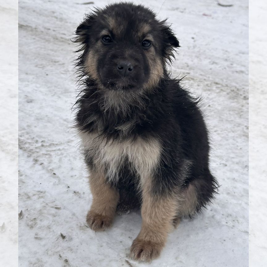 Немецкая овчарка, щенок