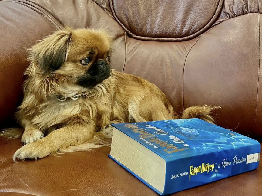 Щенки порода пекинес Крым