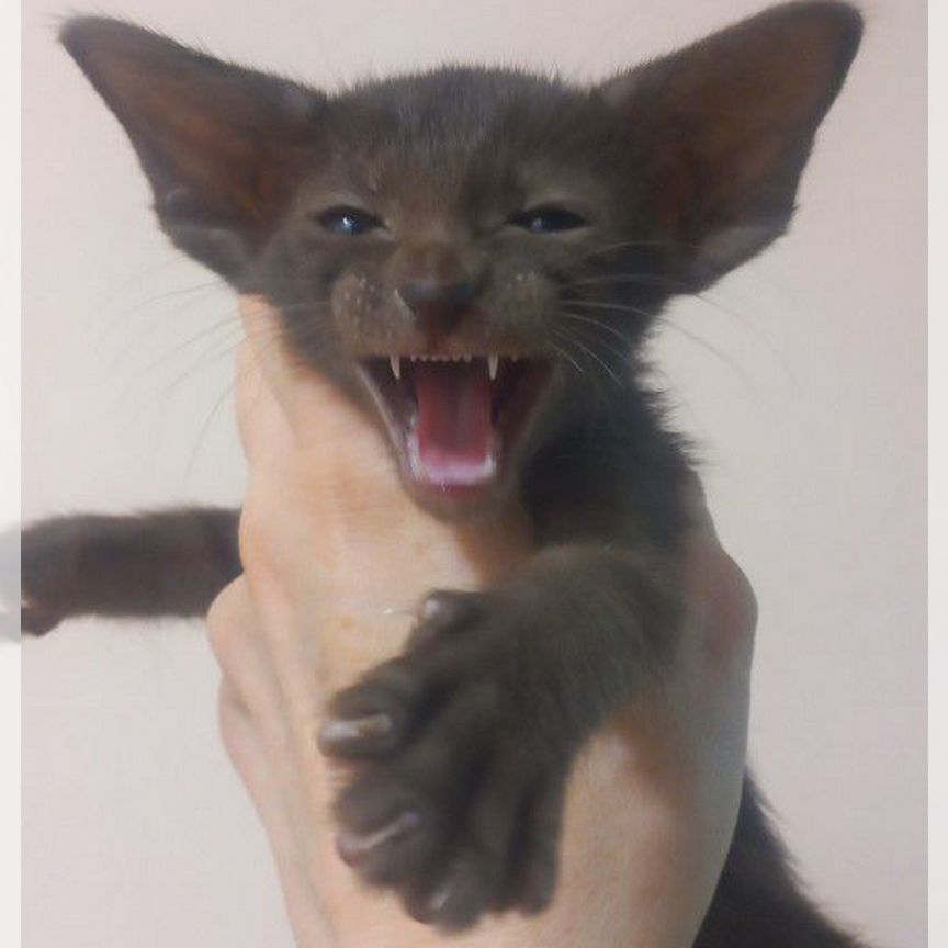 Ориентальный котёнок