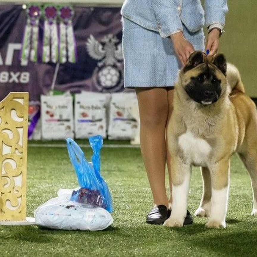 Щенок американской акиты