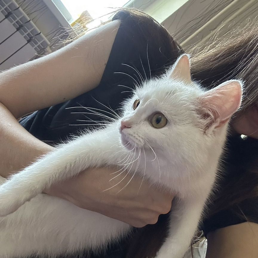 Маленькая кошечка