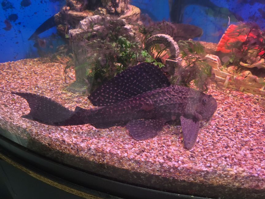 Сом птеригоплихт