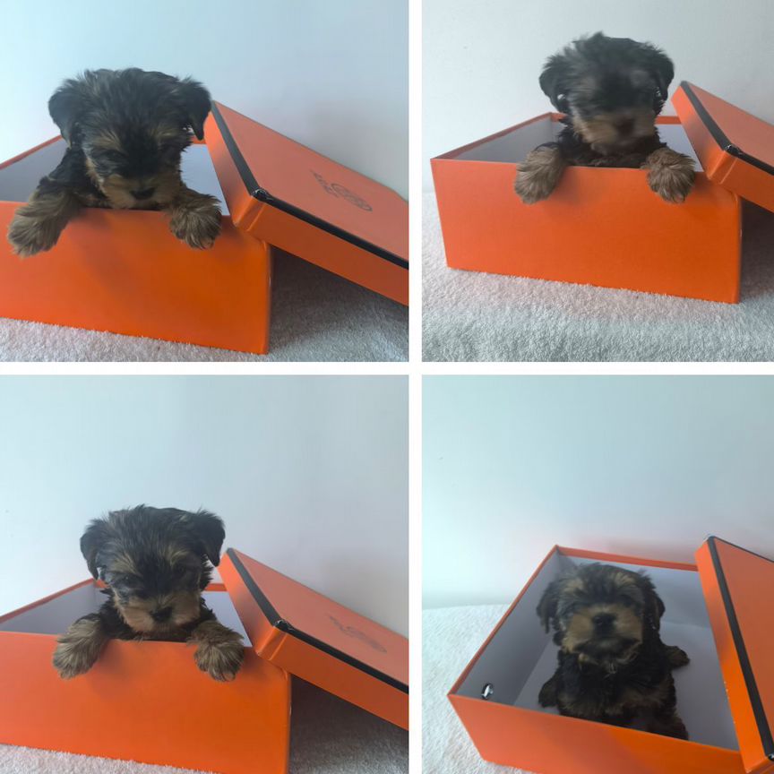 Мини микро мальчик Йоркширский терьер Доставка