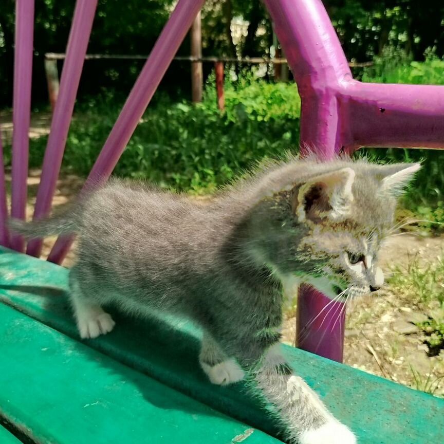 Котенок в добрые руки