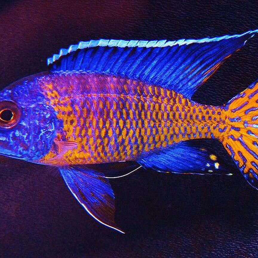 Аулонокара Нгара