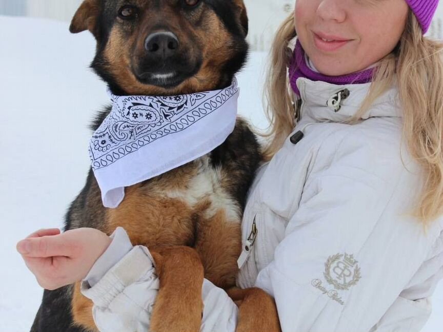 Ласковый пес в приюте