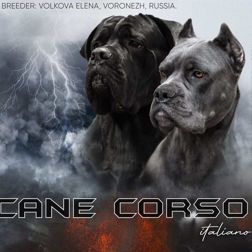 Щенки Кане Корсо