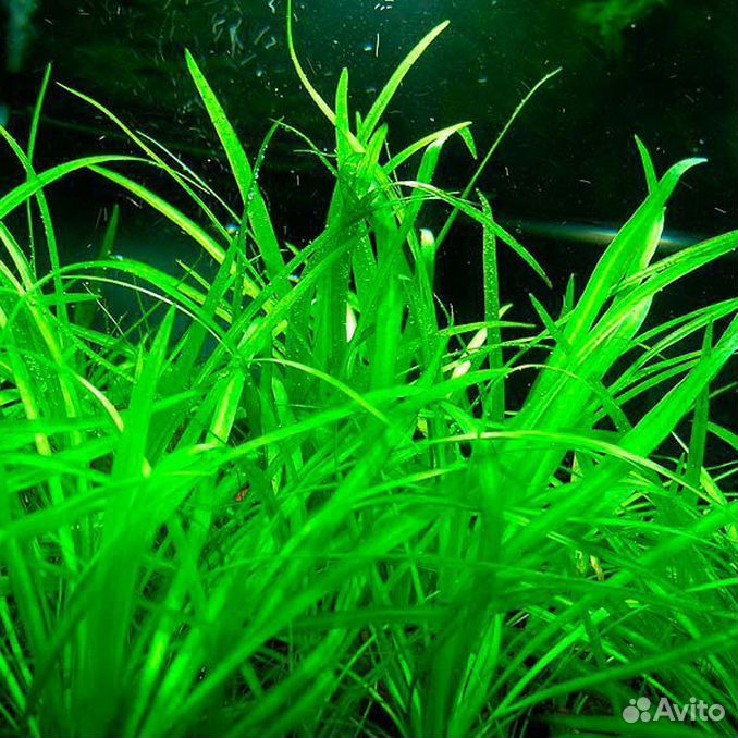 Эхинодорус нежный