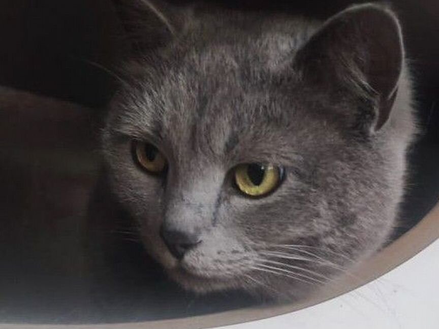 У Марты умер хозяин, кошка осталась на улице